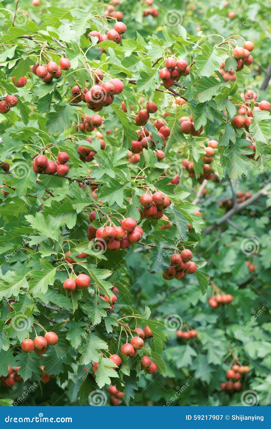 Hawthorn fruits stock image. Image of leaf, food, close - 59217907