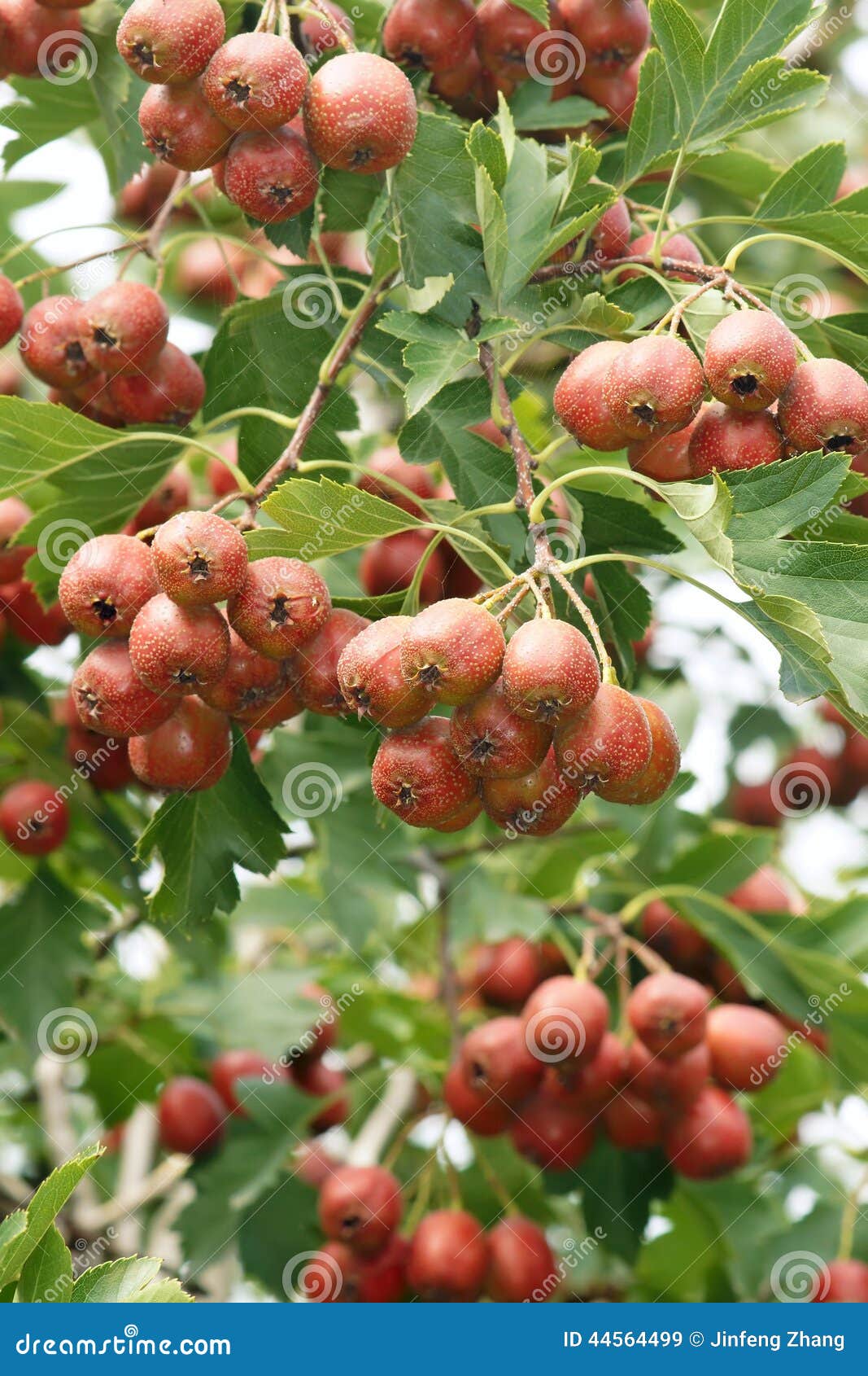 Hawthorn fruits stock image. Image of fruits, trees, fruit - 44564499