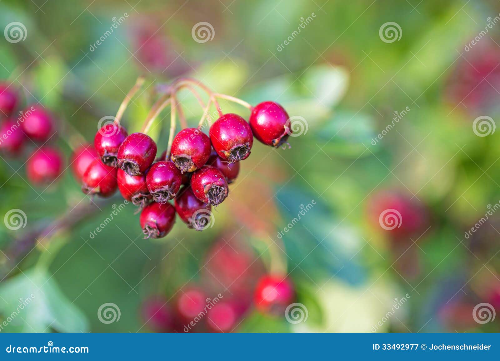 Hawthorn fruits stock image. Image of forest, ripe, botanical - 33492977