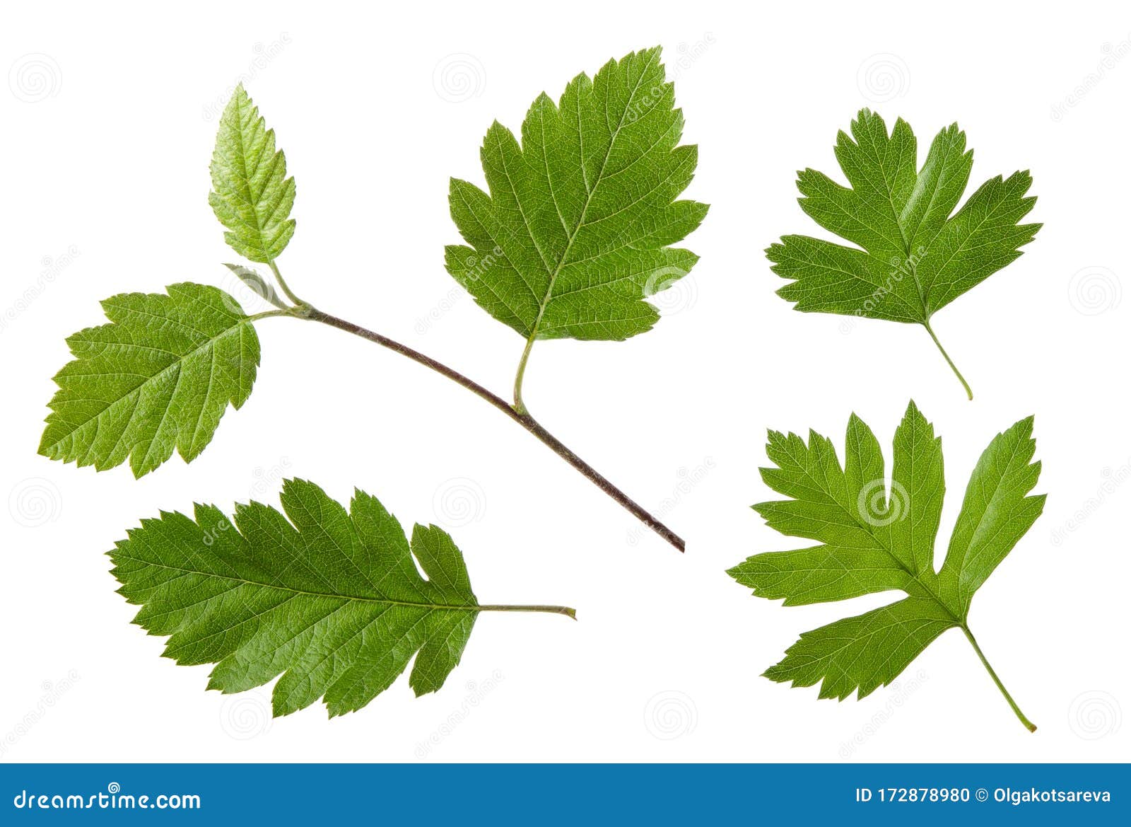 Hawthorn Green Leaf and Tree Branch Set Isolated on White Background ...