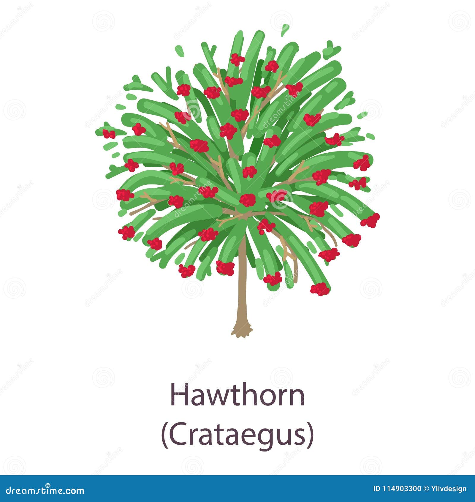 Hawthorn Icon. Trendy Hawthorn Logo Concept On White Background Cartoon ...