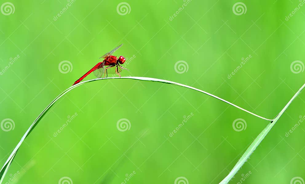 Hawthorn Red Dragonfly stock image. Image of background - 25623663