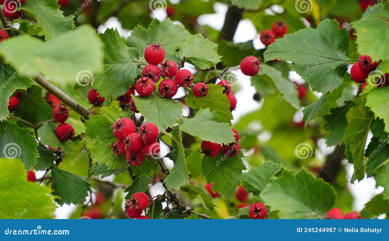 Hawthorn with Red Fruit, Crataegus Monogyna, . Natural Beautiful ...
