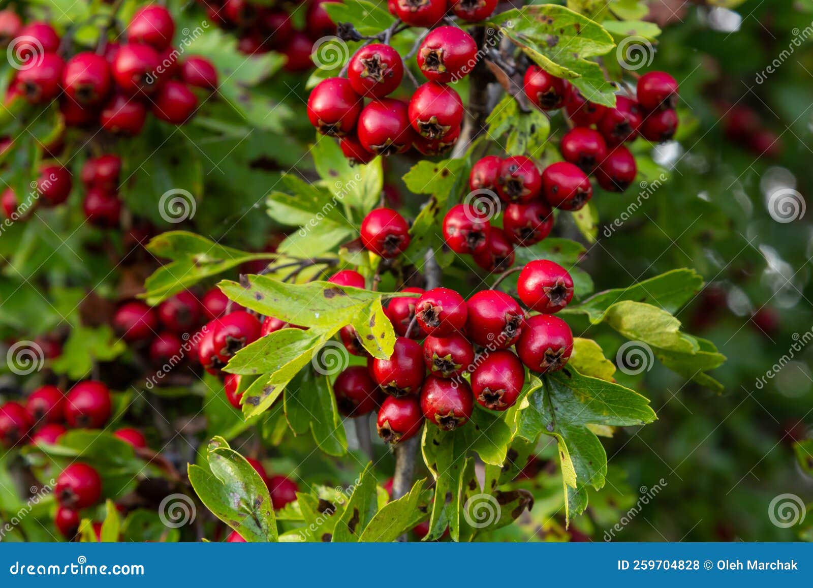 Hawthorn with Red Fruit, Crataegus Monogyna, . Natural Beautiful ...