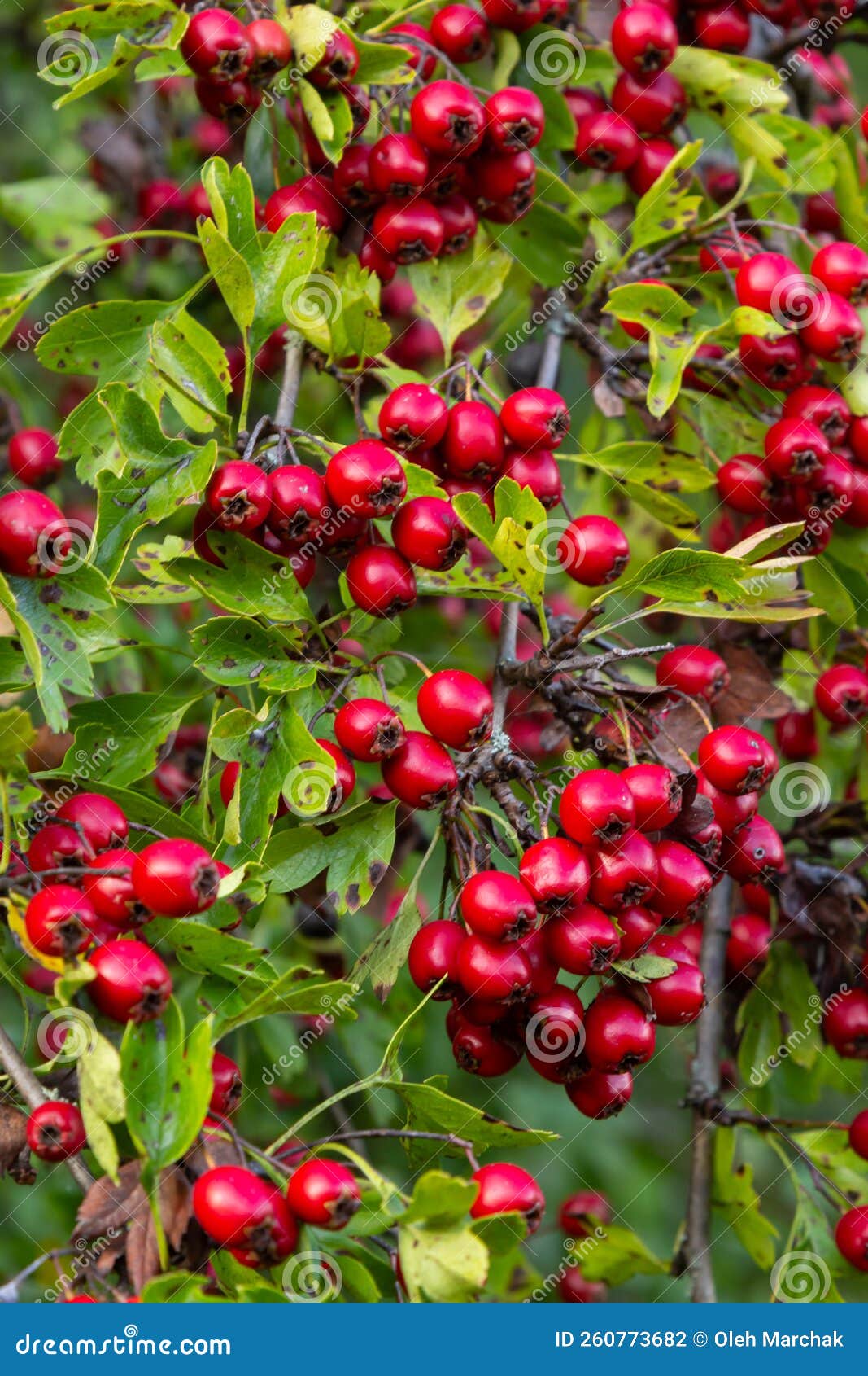 Hawthorn with Red Fruit, Crataegus Monogyna, . Natural Beautiful ...