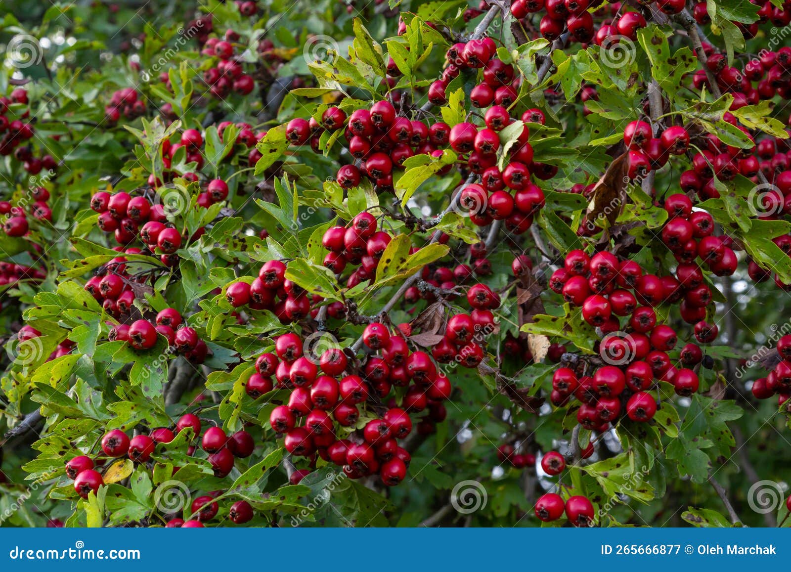 Hawthorn with Red Fruit, Crataegus Monogyna, . Natural Beautiful ...