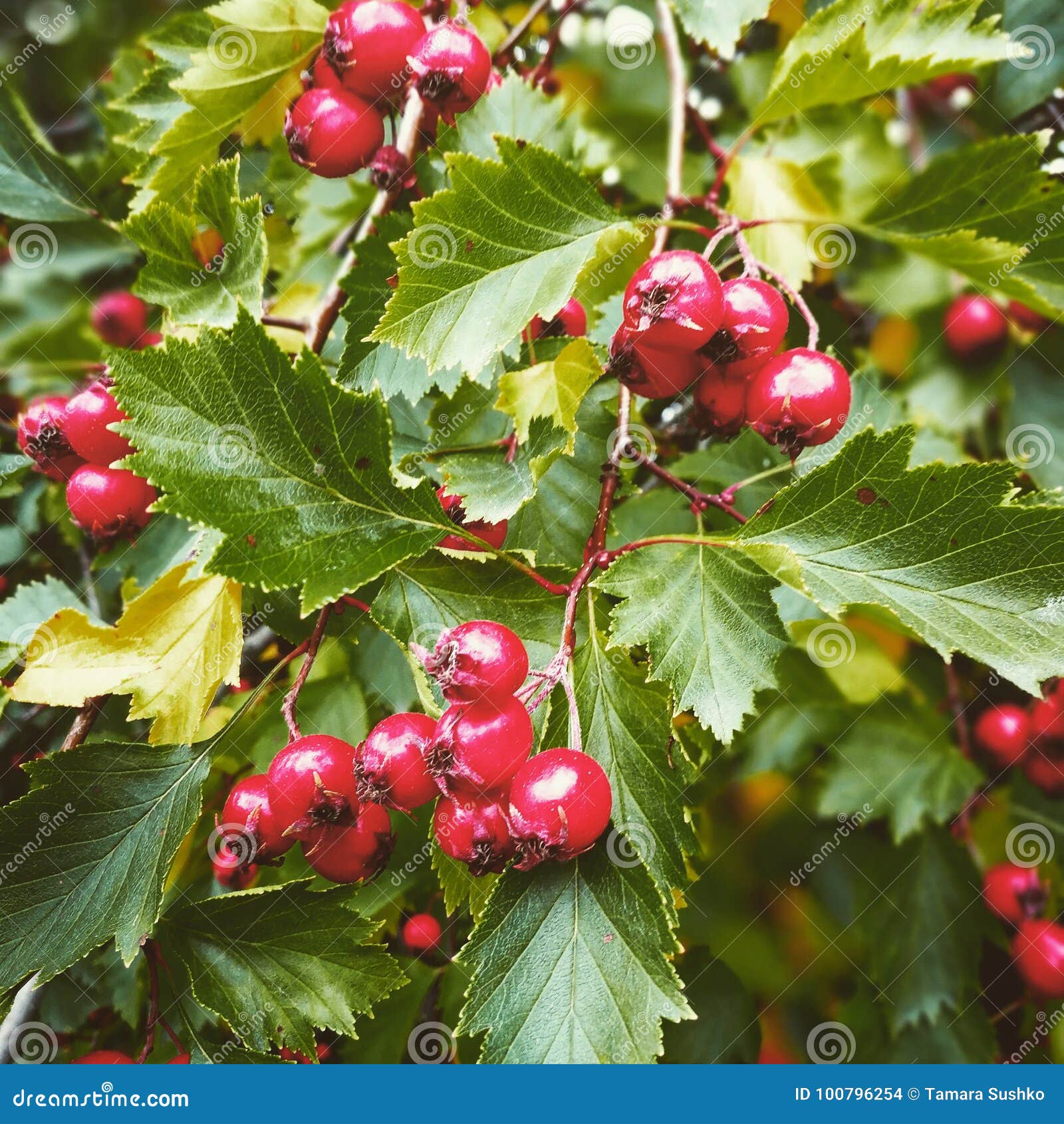 Hawthorn stock photo. Image of green, hawthorn, season - 100796254