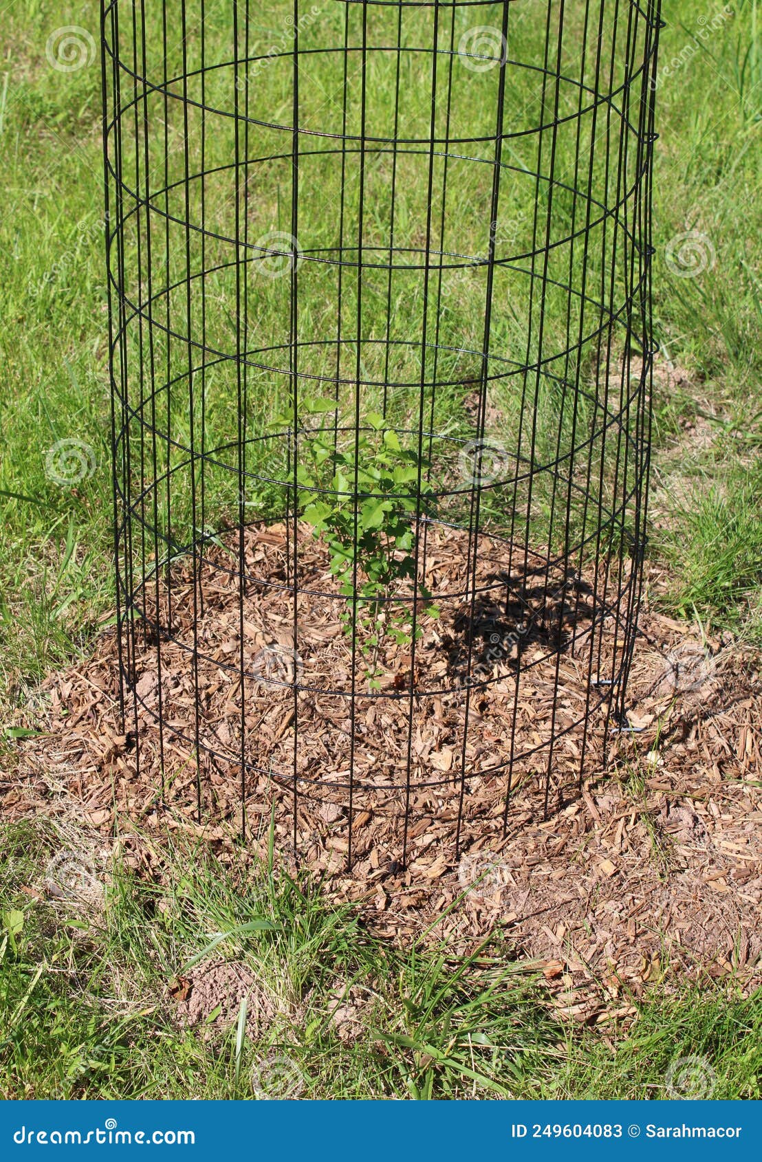 A Hawthorn Sapling in a Protective Cage Stock Image - Image of cage ...