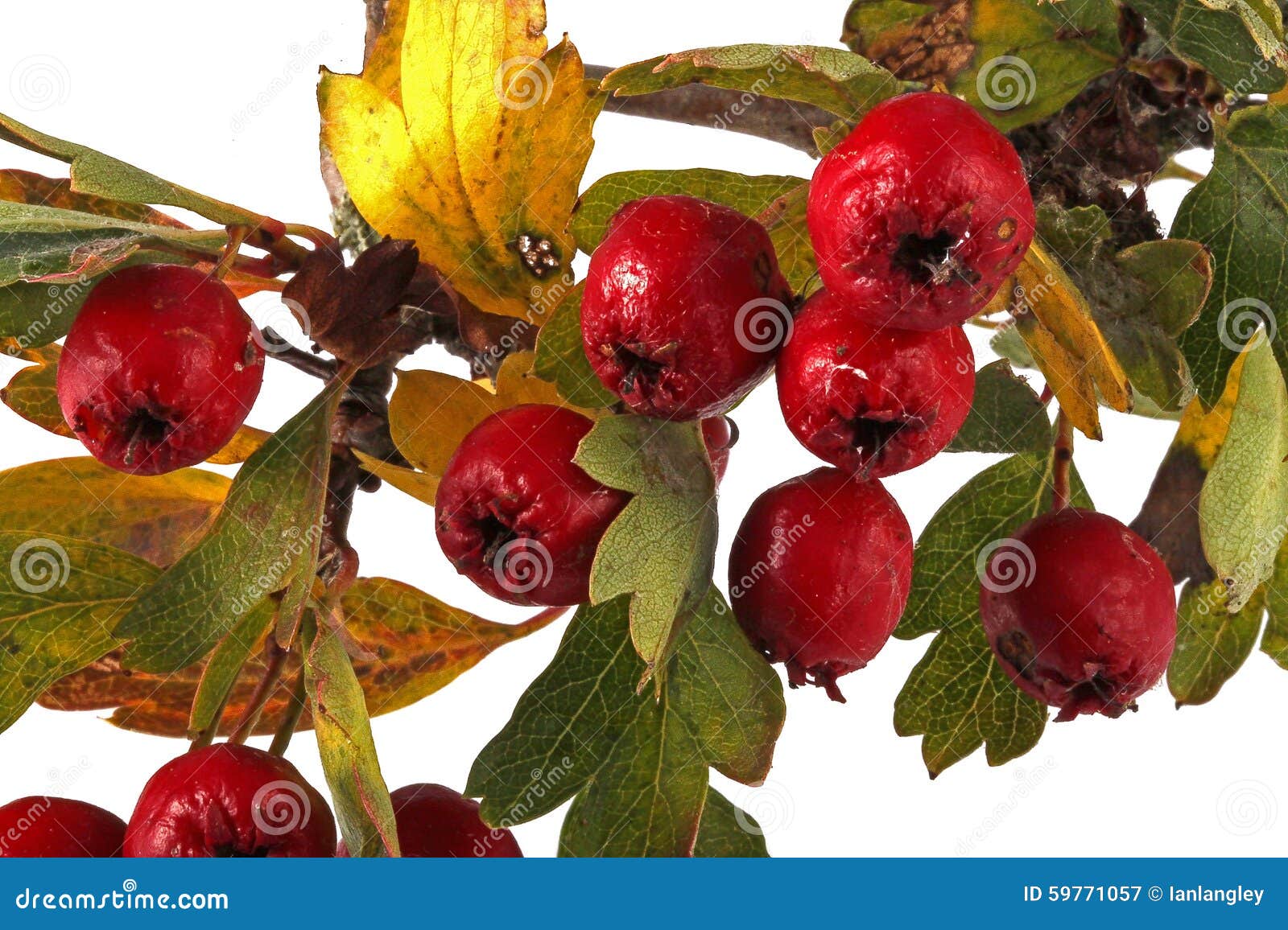 Hawthorn seeds and leaves stock image. Image of green - 59771057