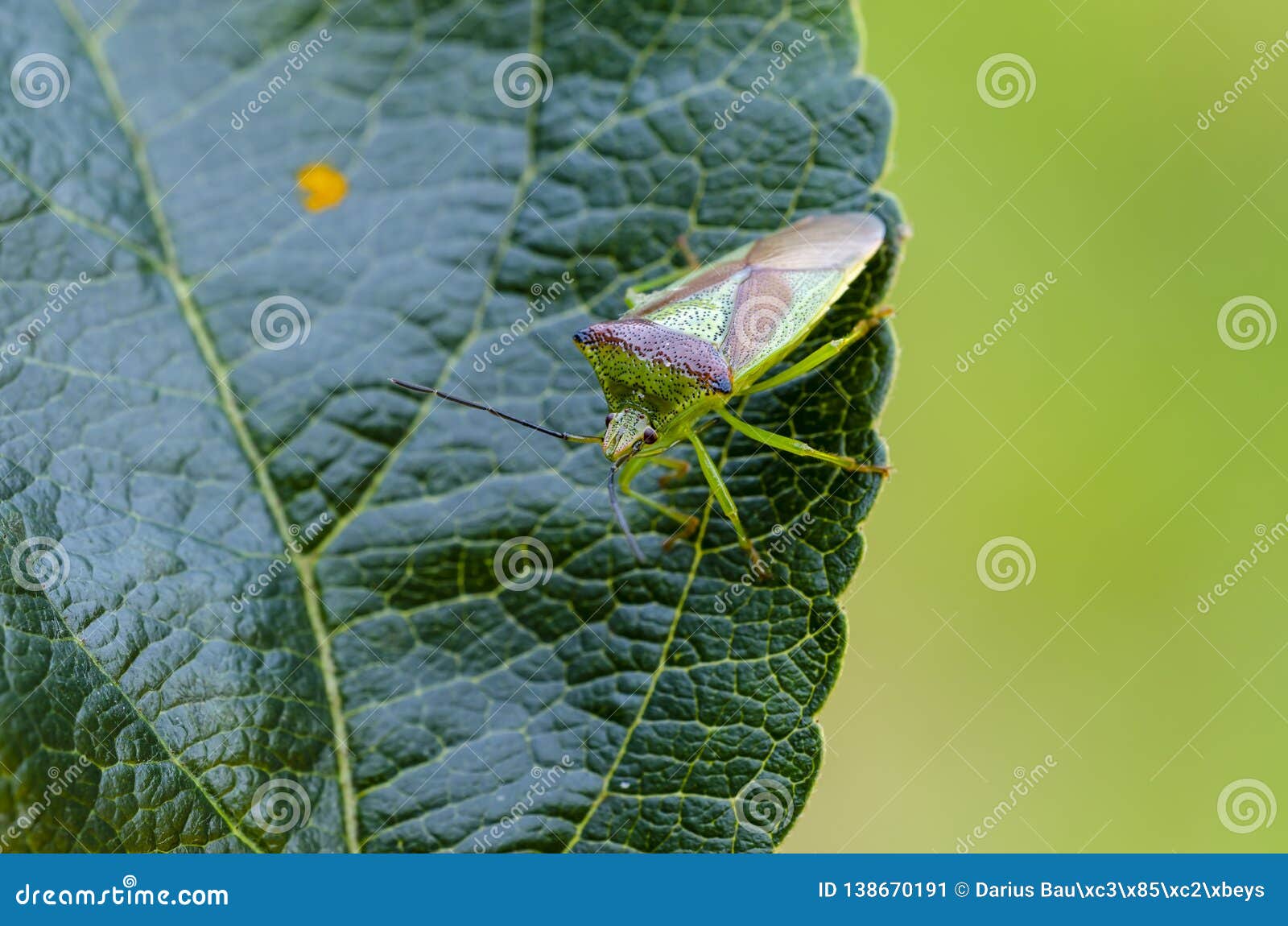 The Hawthorn Shield Bug on Leaf Stock Image - Image of shield ...