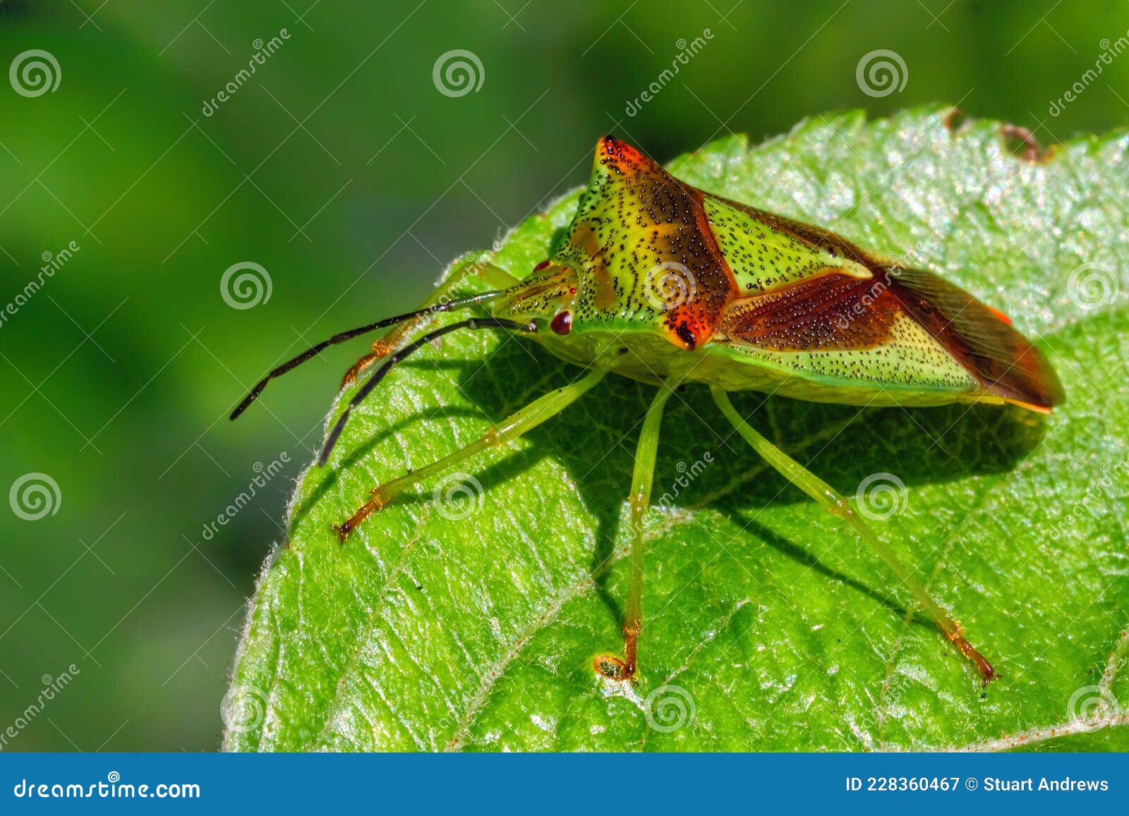 Hawthorn Shieldbug - Acanthosoma Haemorrhoidale Stock Image - Image of ...