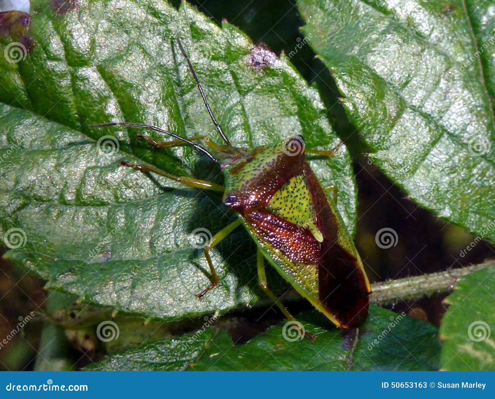 Hawthorn Shieldbug stock image. Image of hawthorn, plant - 50653163