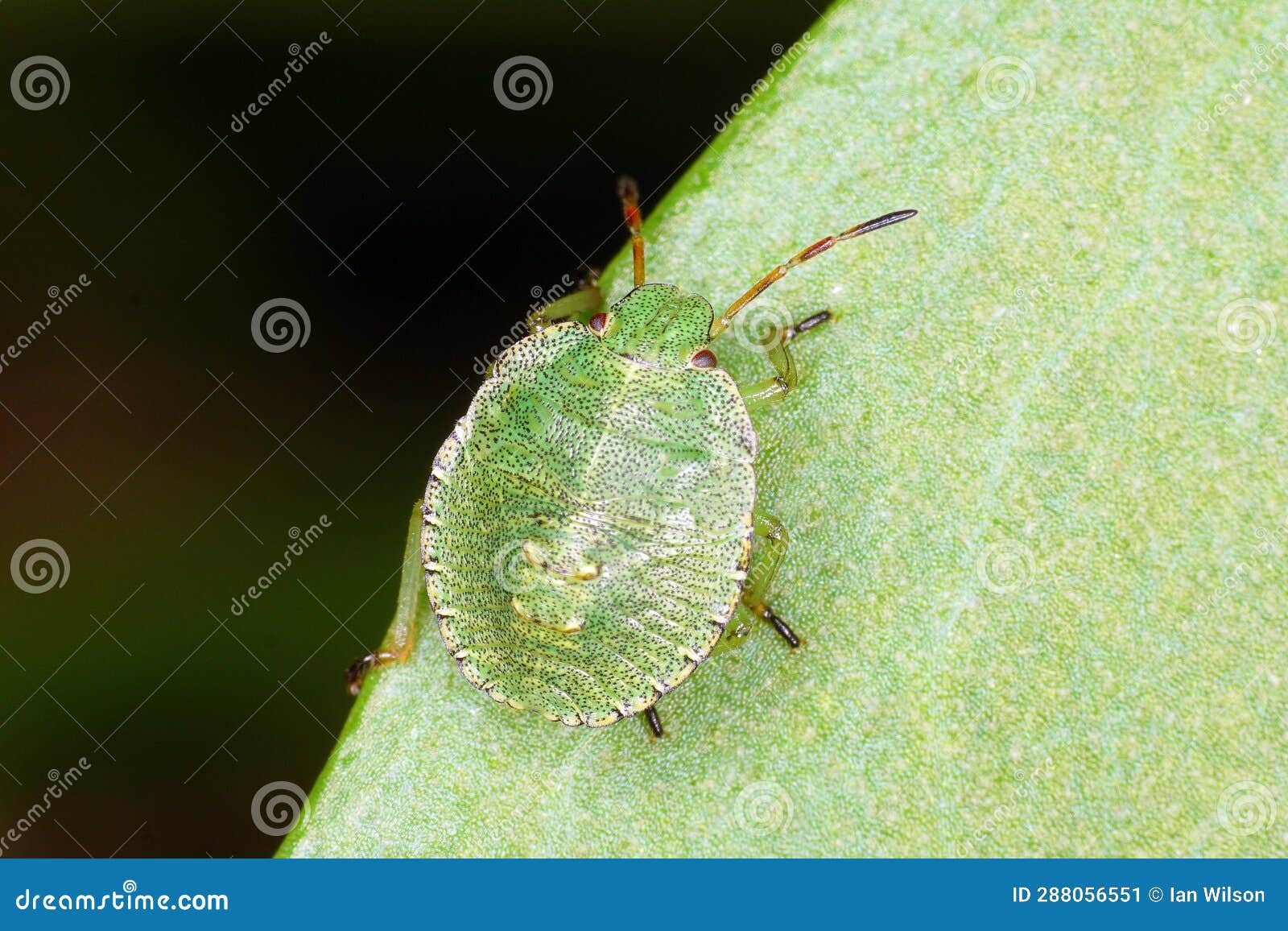 Hawthorn Shieldbug 4th Fourth Instar Stock Image - Image of stage ...