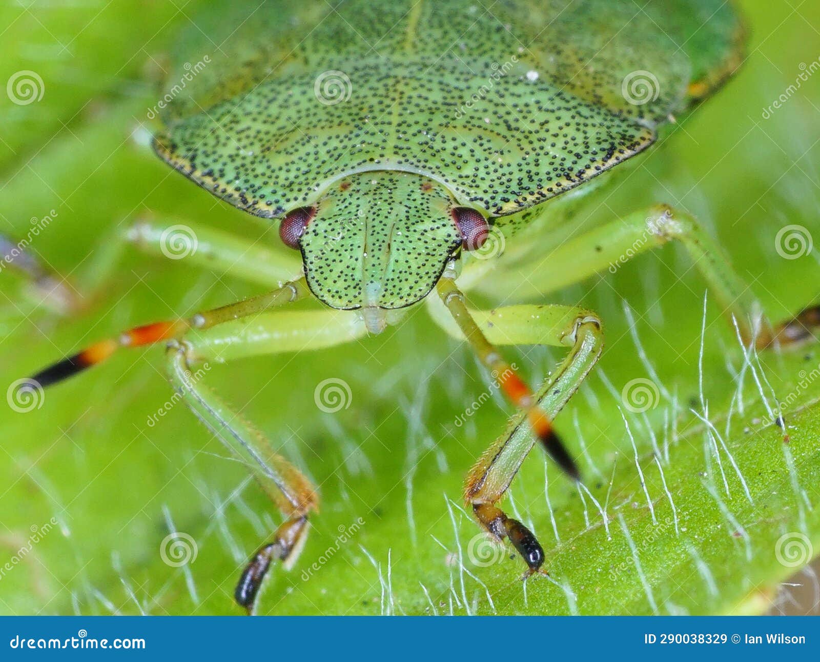 Hawthorn Shieldbug Instar Face on Macro Stock Image - Image of insect ...