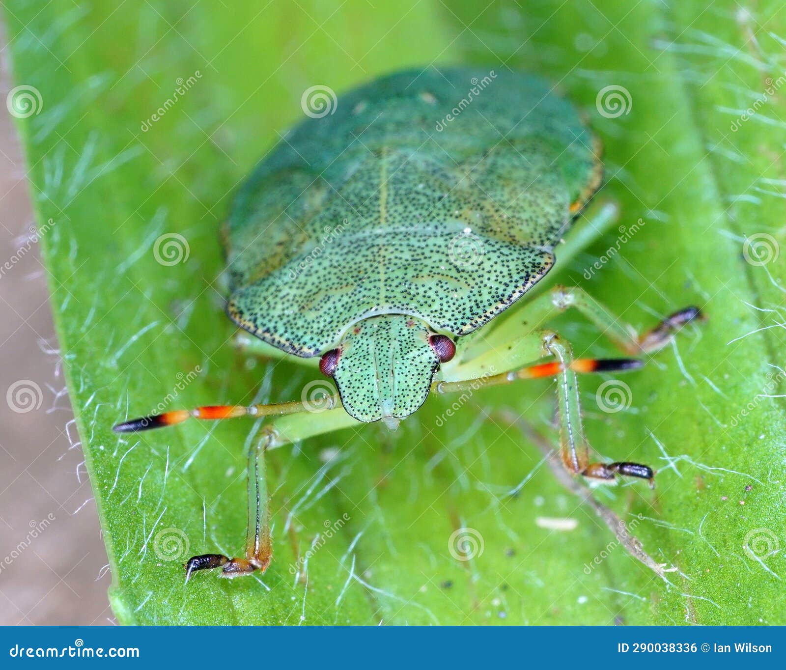 Hawthorn Shieldbug Instar Face on Macro Stock Photo - Image of ...
