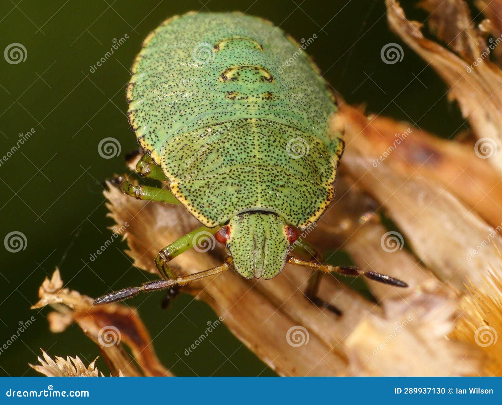 Hawthorn Shieldbug 4th Fourth Instar Face on Macro Stock Photo - Image ...