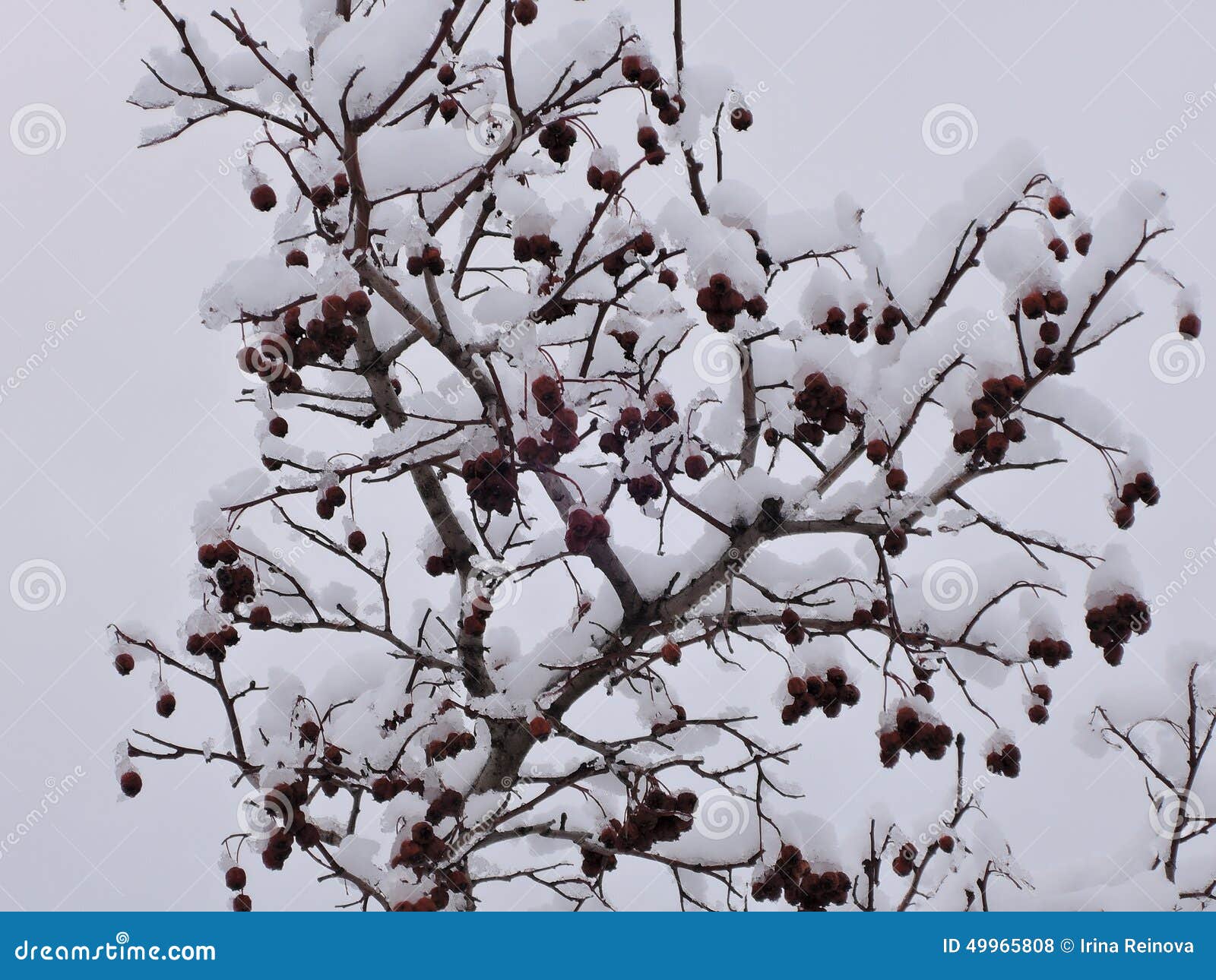 Hawthorn in snow stock photo. Image of winter, hawthorn - 49965808