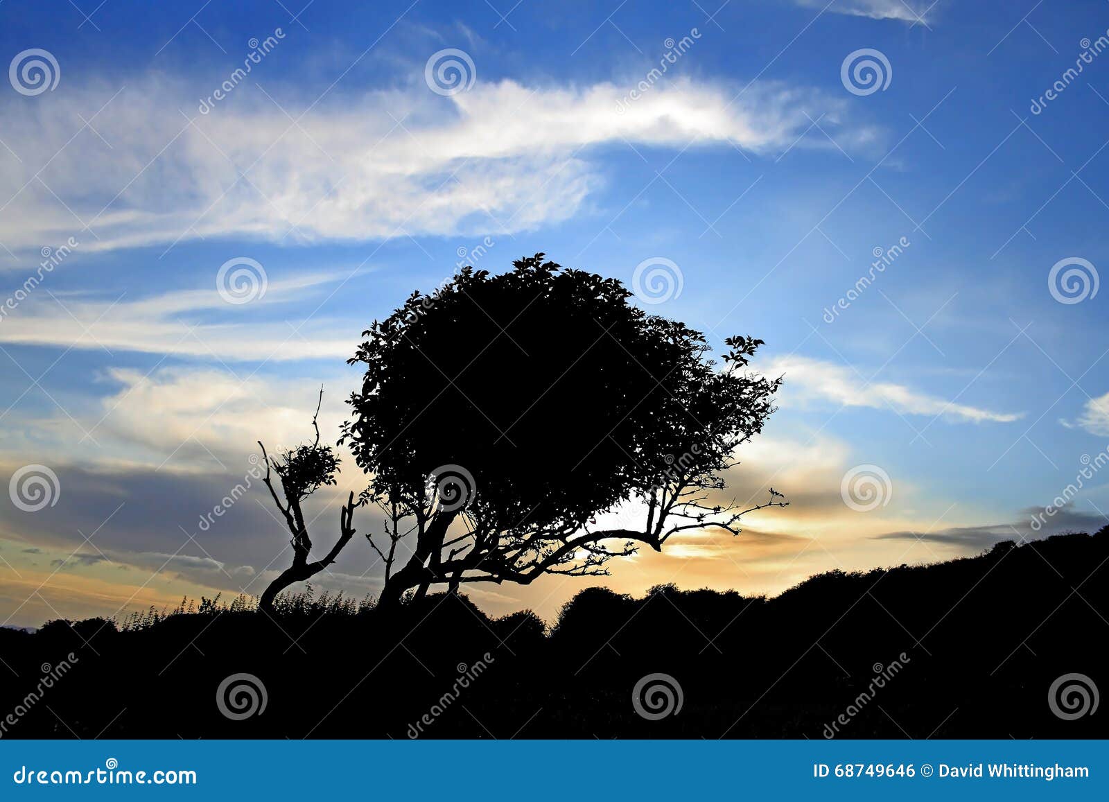 Hawthorn at Sunset - Scotland Stock Photo - Image of cloud, hawthorn ...