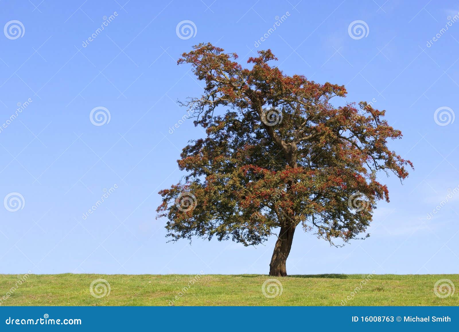 Hawthorn tree stock image. Image of berries, horizon - 16008763