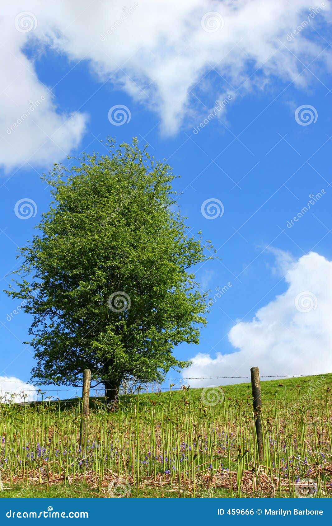 Hawthorn Tree Or Bush, Crataegus Monogyna Royalty-Free Stock ...