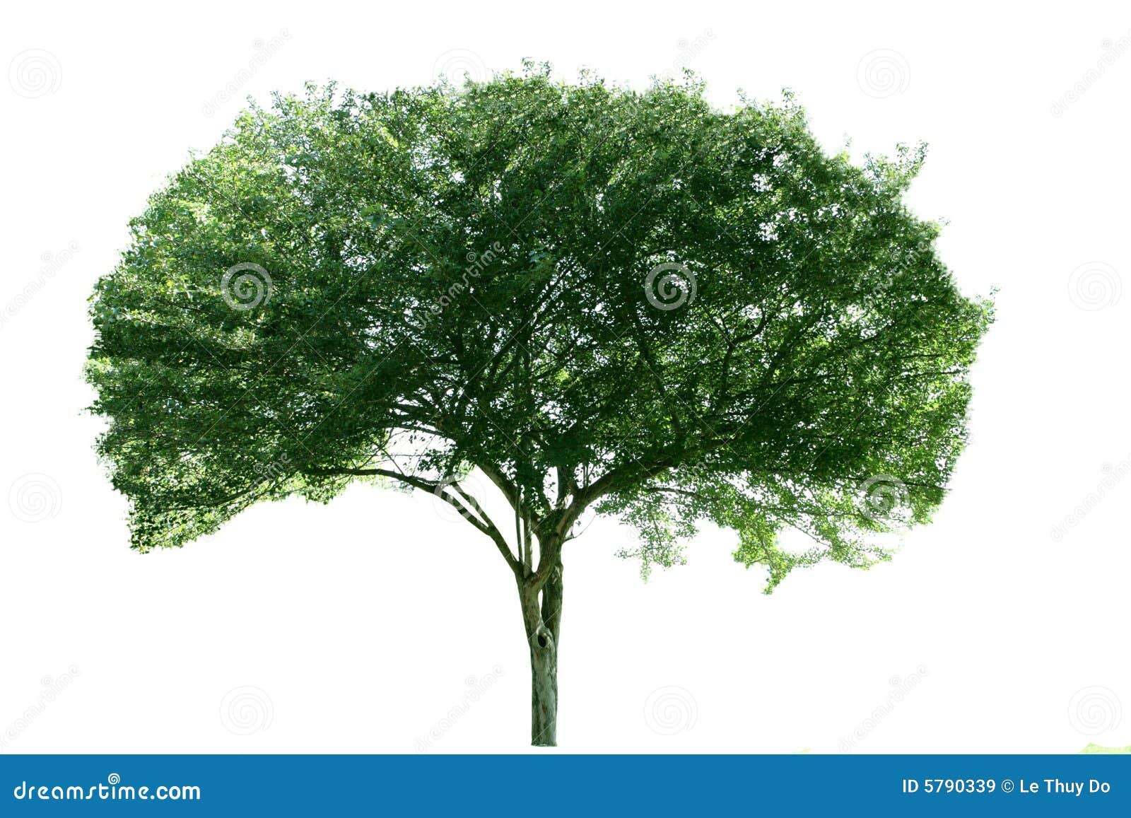 Hawthorn tree stock image. Image of summer, tree, hawthorn - 5790339