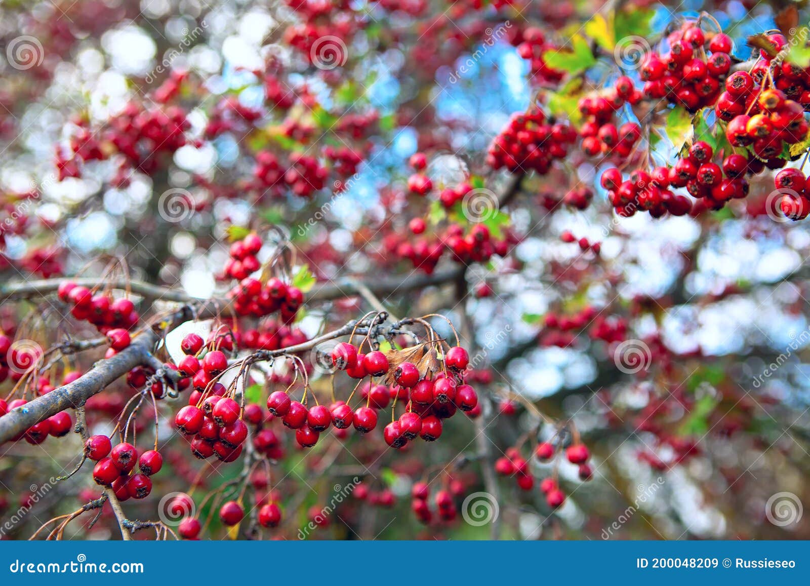 Hawthorn Tree in the Autumn Stock Image - Image of fruit, bunch: 200048209