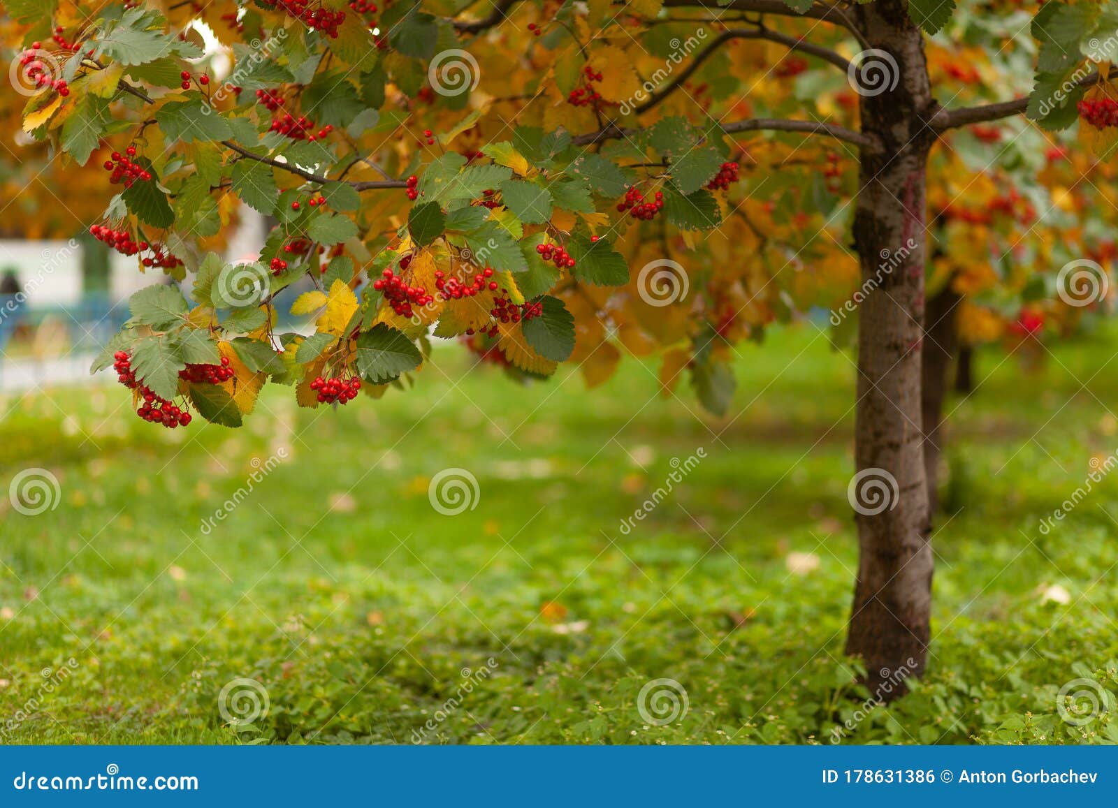Hawthorn tree in autumn stock photo. Image of plant - 178631386