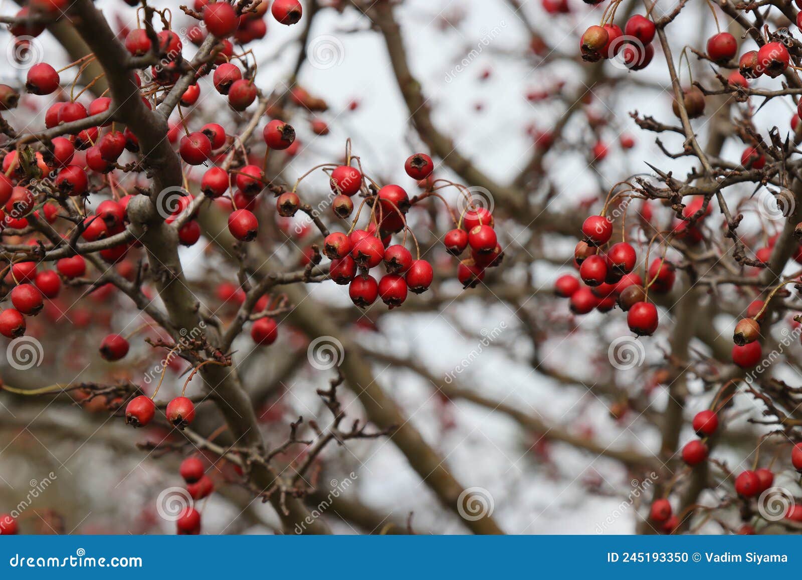 Hawthorn Tree Branch with Fruits Stock Photo - Image of forest, autumn ...