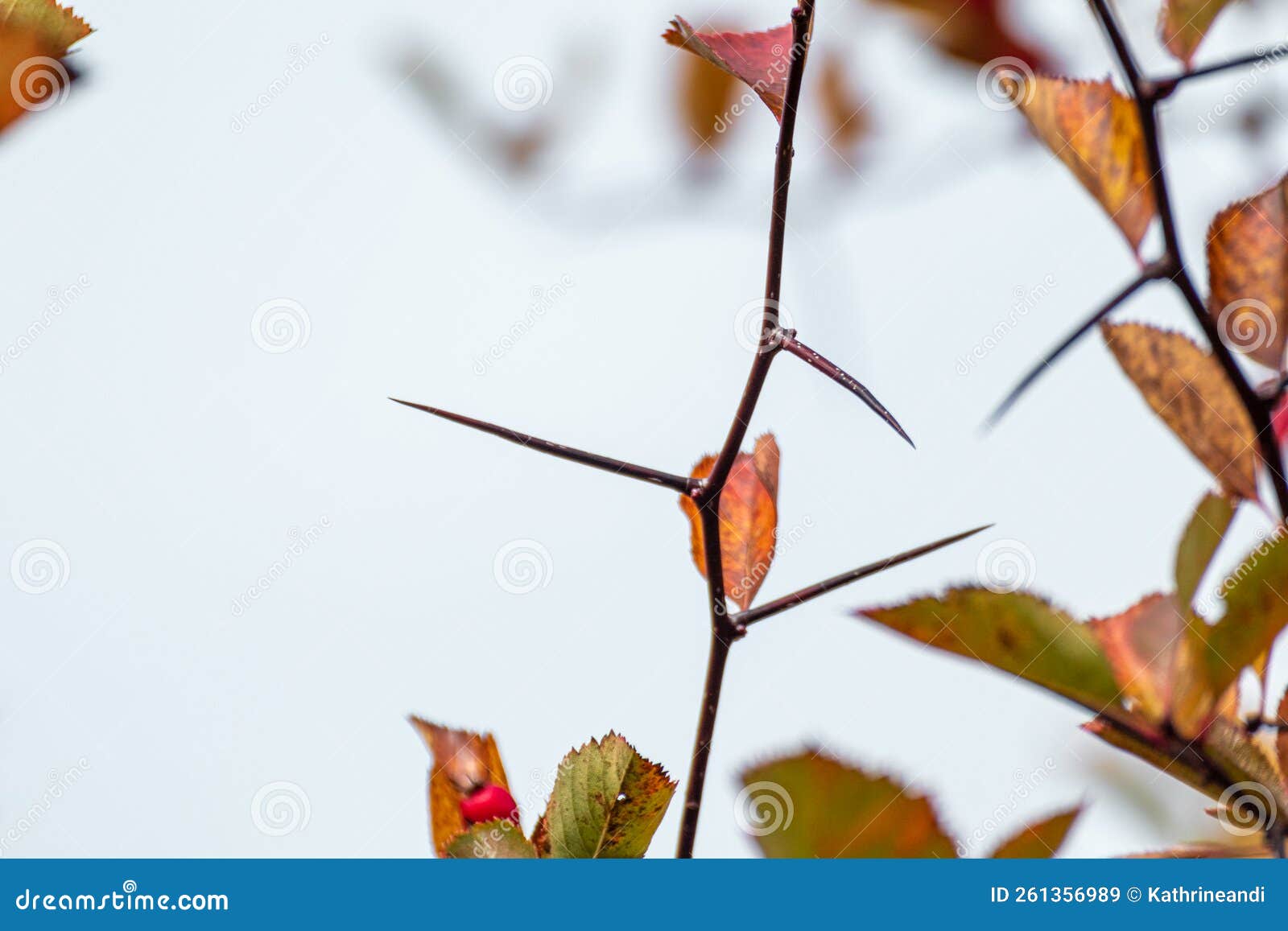 Hawthorn Tree Branch with Sharp Needles Spikes Stock Image - Image of ...