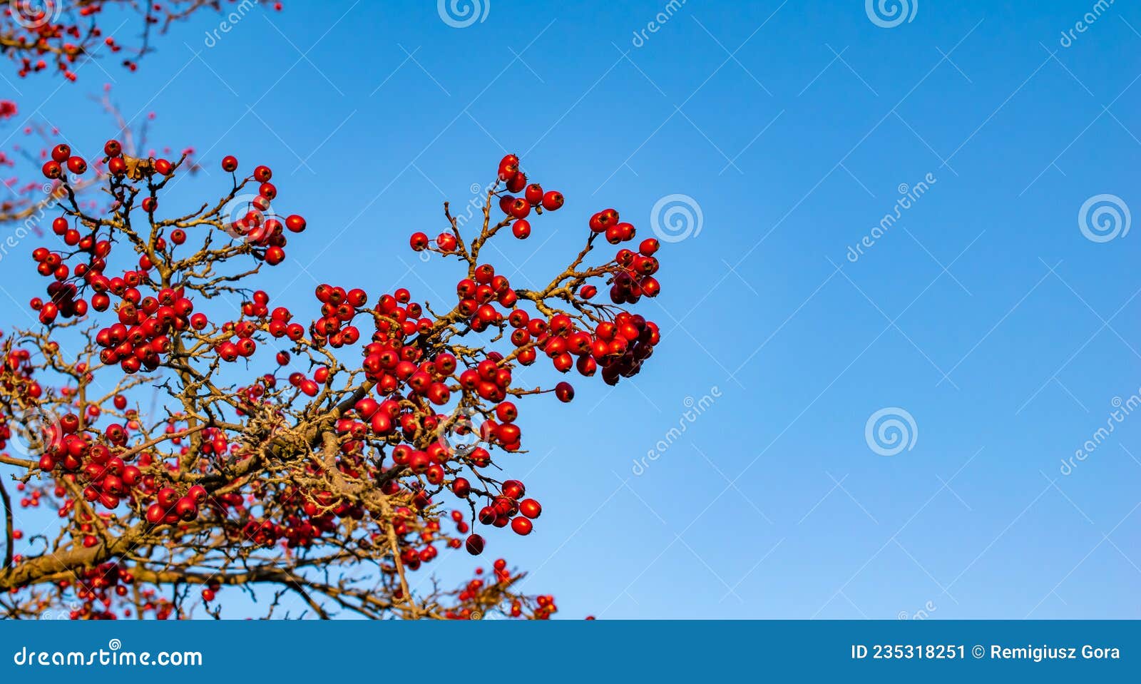 Hawthorn Tree, the Fruits of Autumn Hawthorn Stock Image - Image of ...