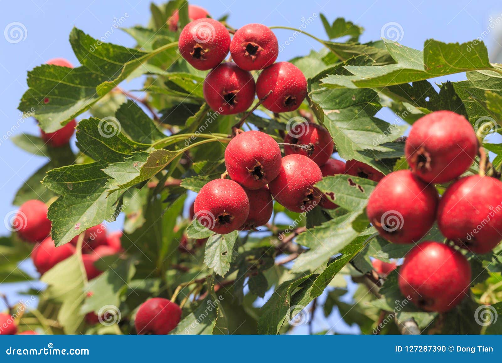 Hawthorn Fruit Ripe on the Tree Stock Photo - Image of planting, plants ...
