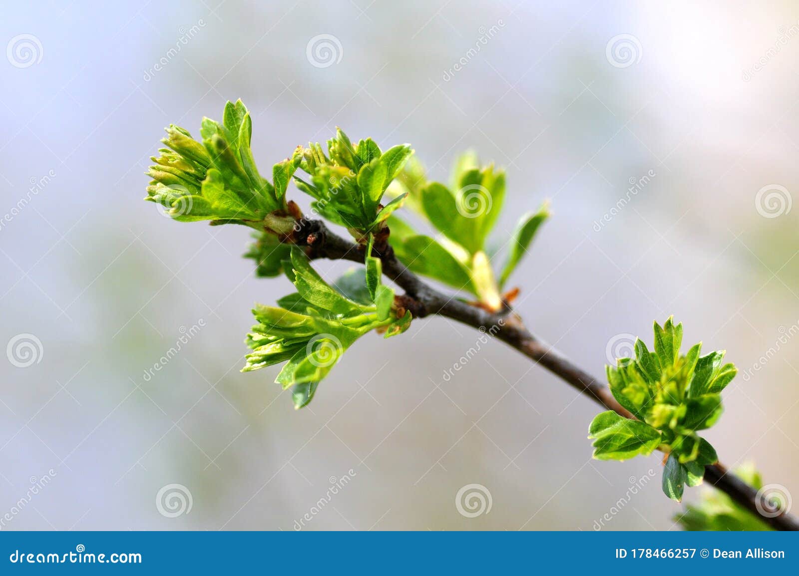Hawthorn Tree Leaf Detail - Crataegus Monogyna Stock Image - Image of ...