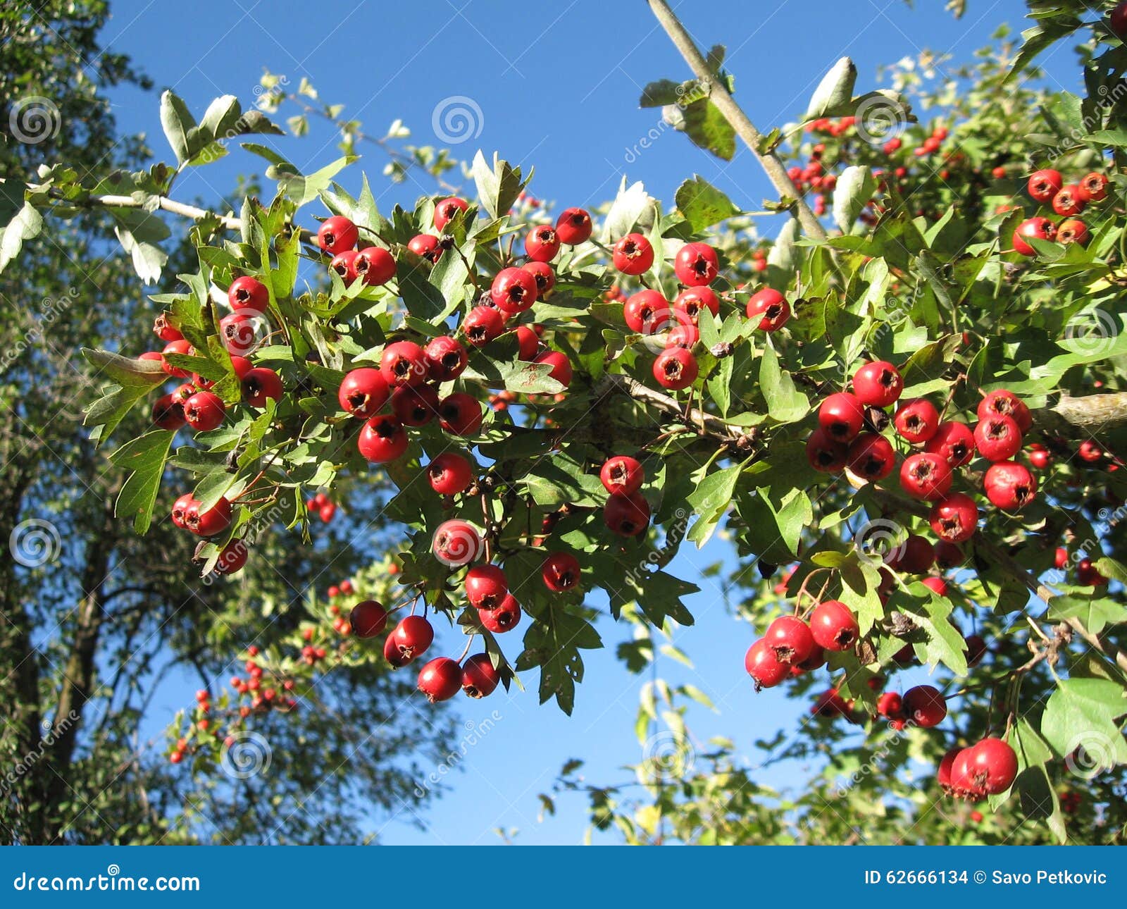 Hawthorn stock photo. Image of green, fruits, hawthorn - 62666134