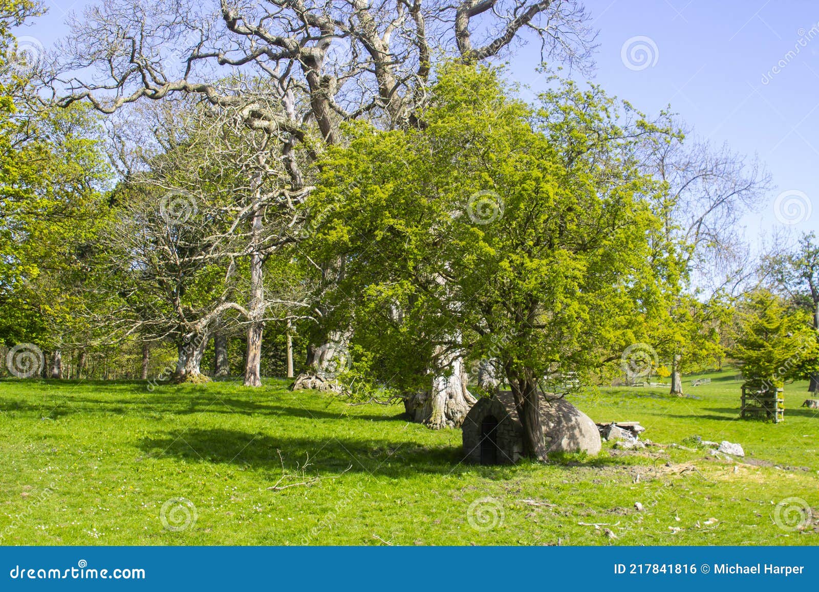A Hawthorn Tree Standing in a Farm Field in Early Spring Stock Photo ...