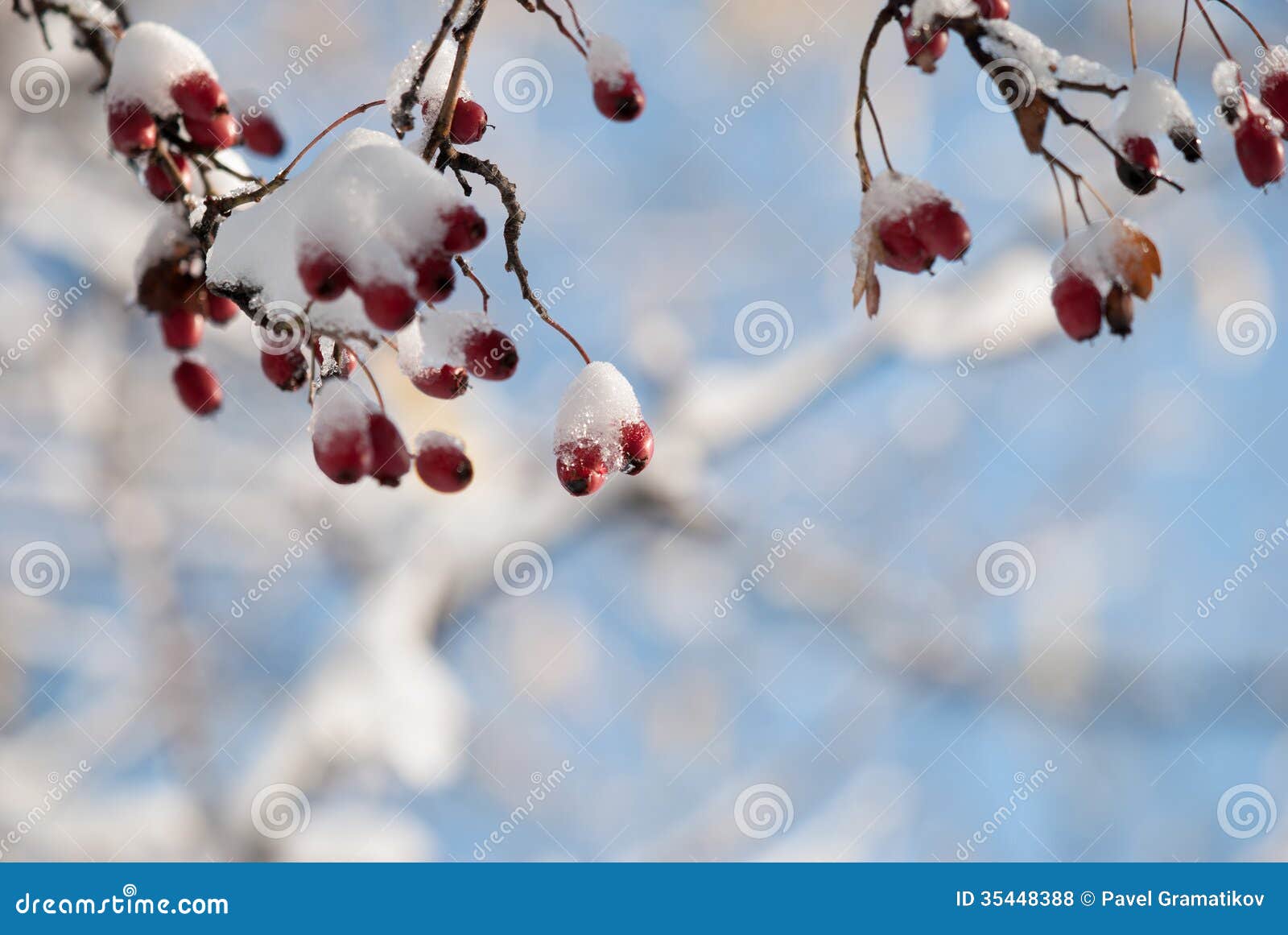 Hawthorn tree in winter stock photo. Image of macro, small - 35448388