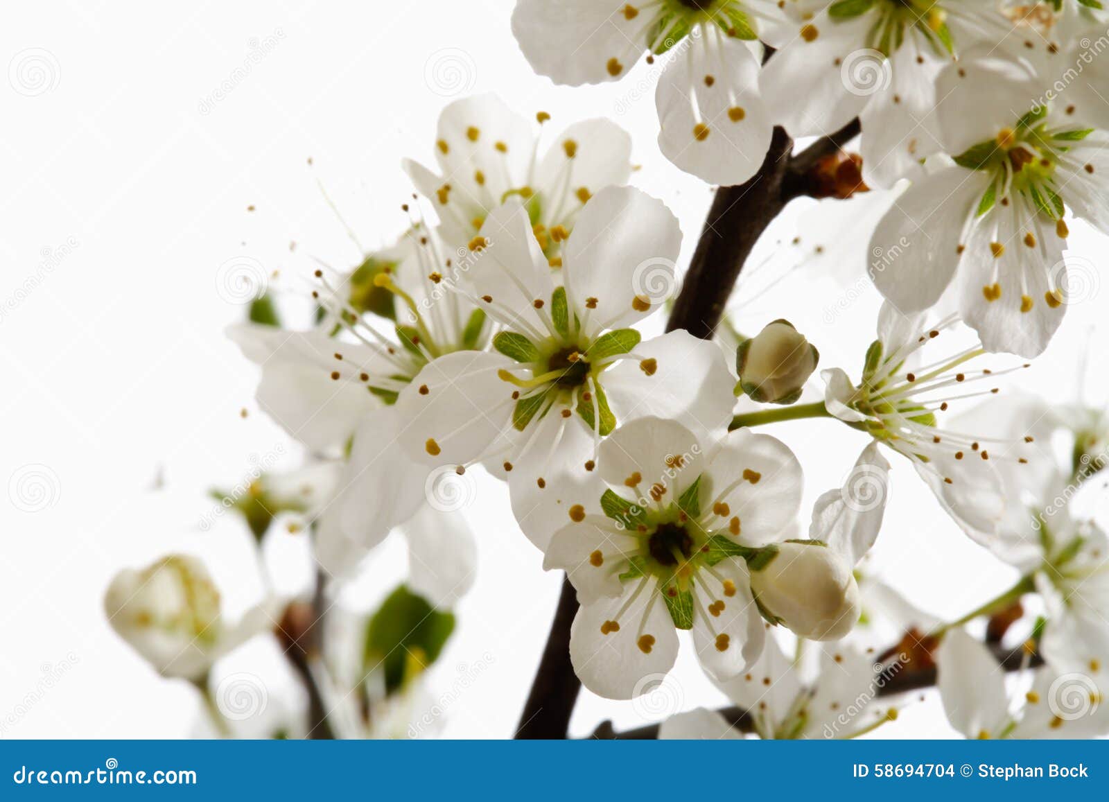 Hawthorn, Twig with Blossoms Stock Photo - Image of flower, people ...