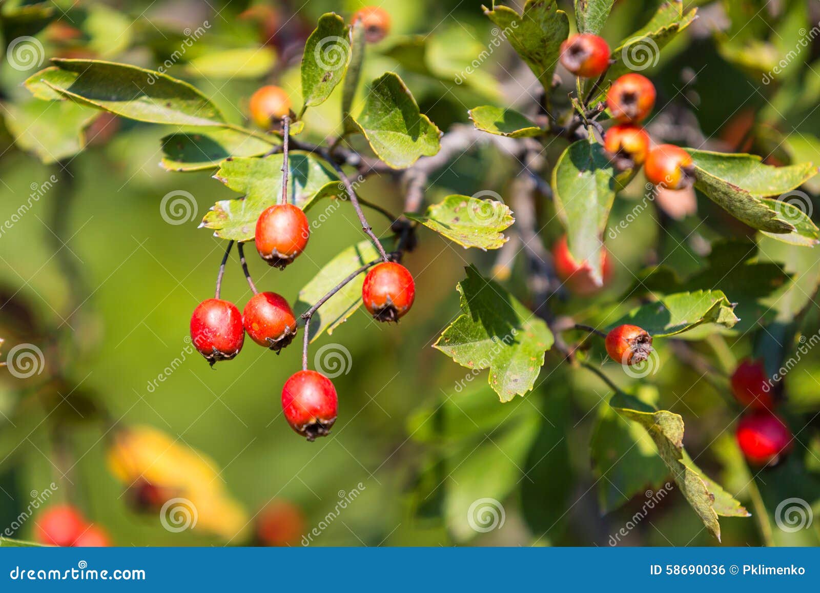 Hawthorn twig stock photo. Image of background, ripe - 58690036