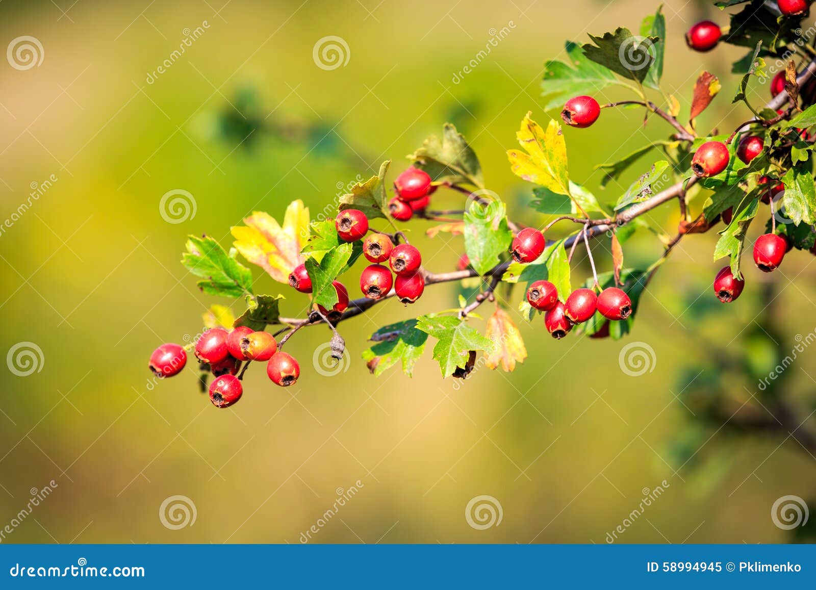 Hawthorn Twig with Red Berry Stock Image - Image of season, plant: 58994945