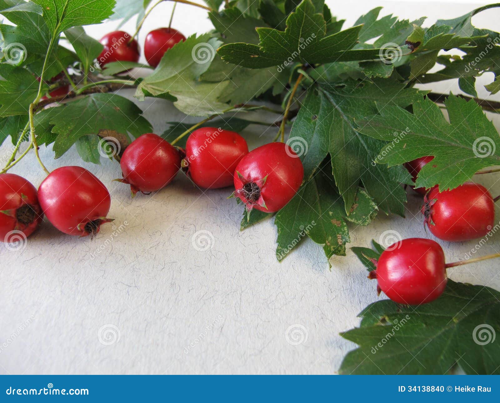 Hawthorn twigs with fruits stock photo. Image of plant - 34138840