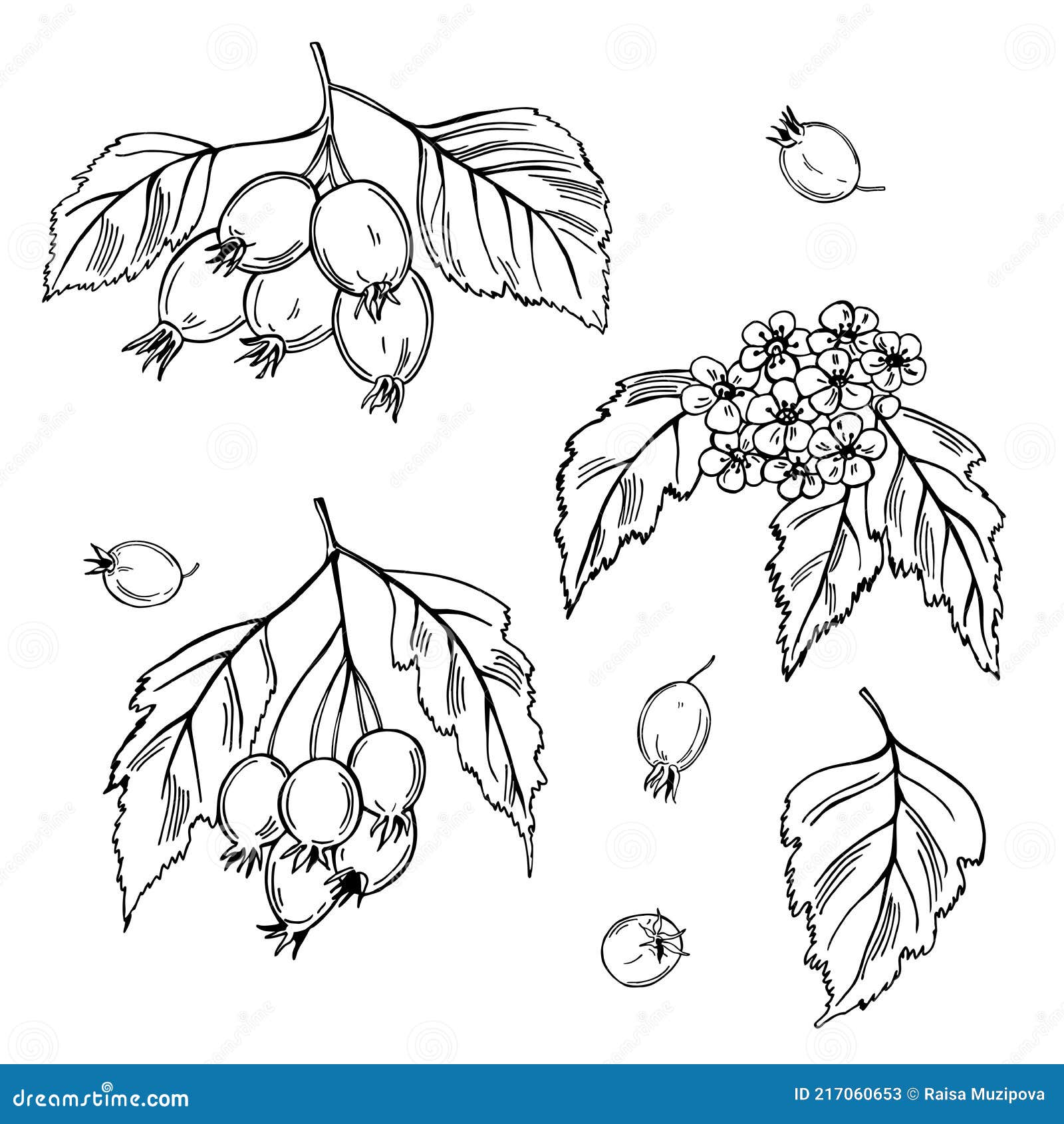 Hawthorn. Vector Drawing | CartoonDealer.com #85607994