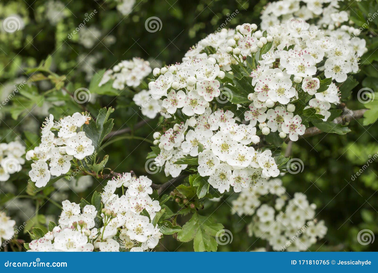 Hawthorn White Springtime Flowers Stock Image - Image of botany ...