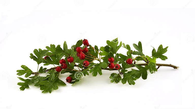 Hawthorne Leaves and Berries Stock Photo - Image of sprig, nature: 44613098