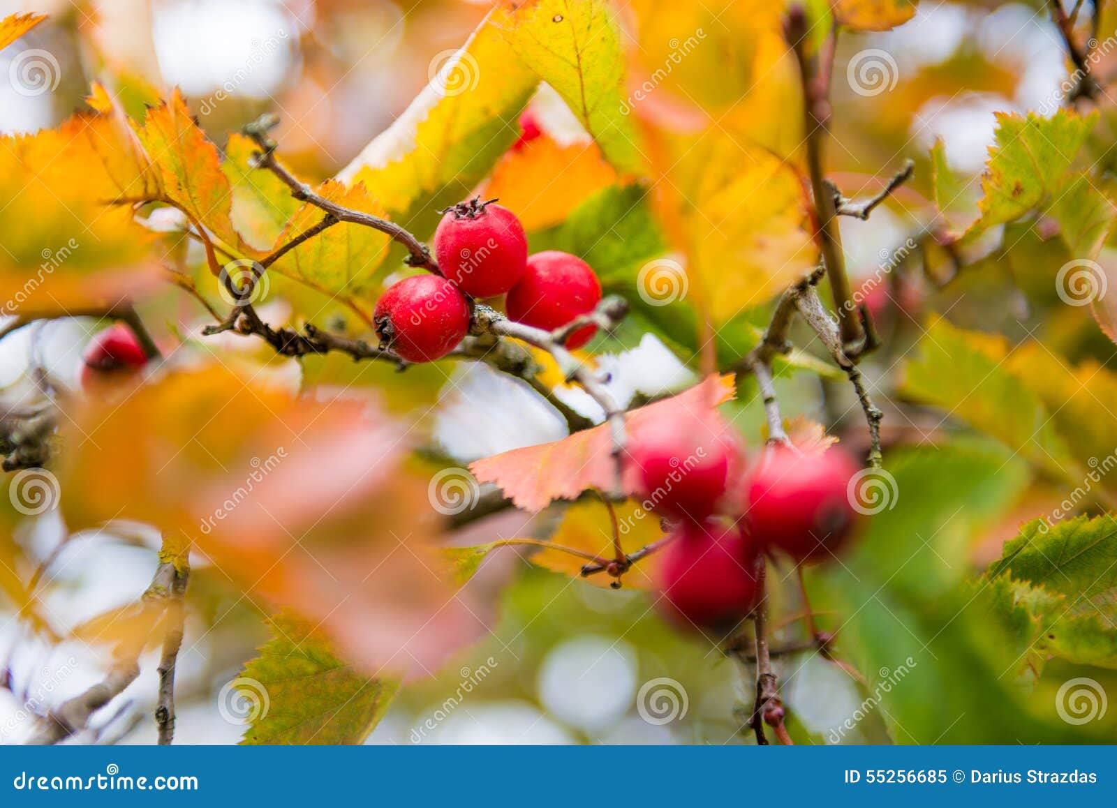 Hawthorns on a tree stock image. Image of fruits, organic - 55256685