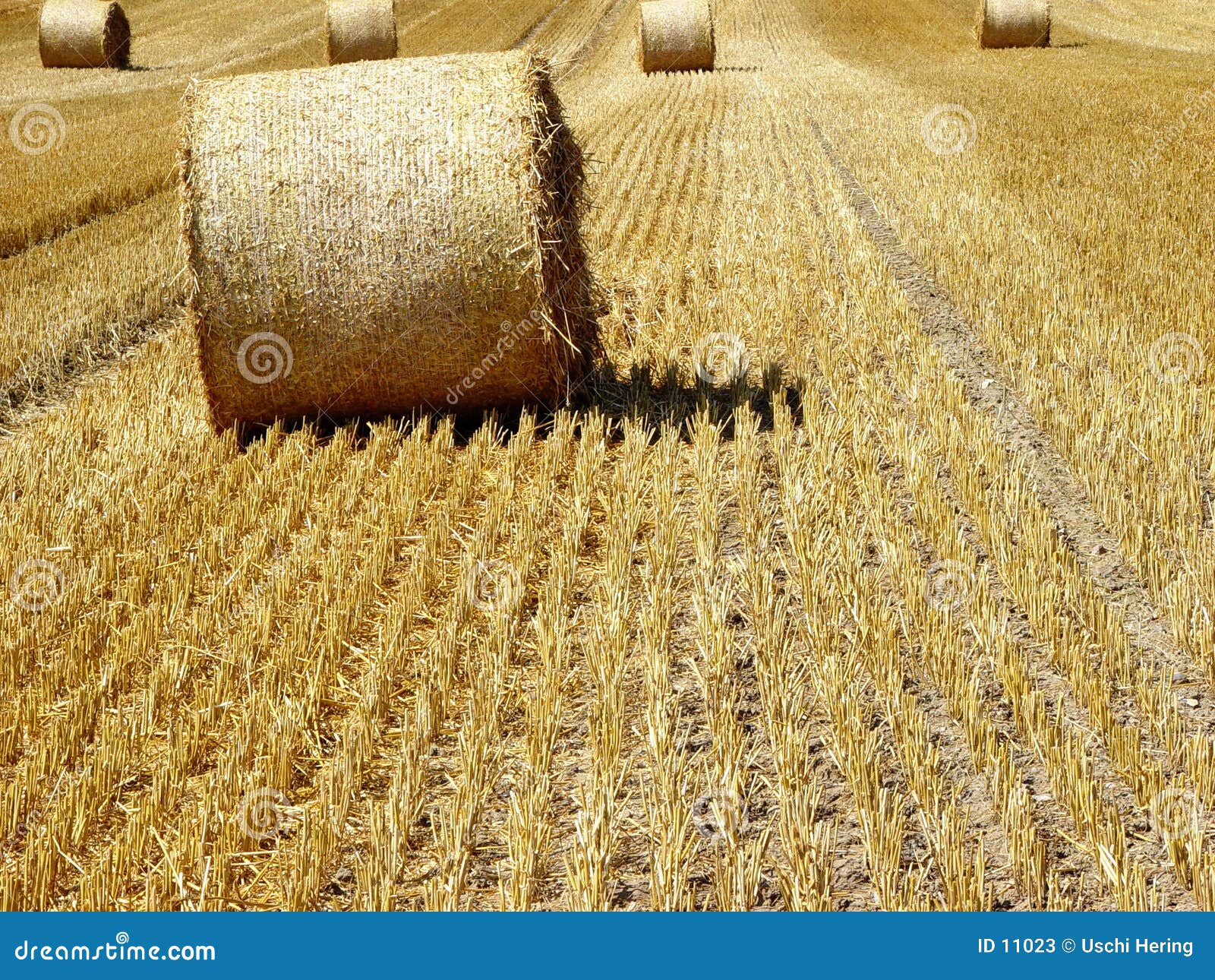 Hay 1 stock image. Image of agriculture, straw, haystacks - 11023