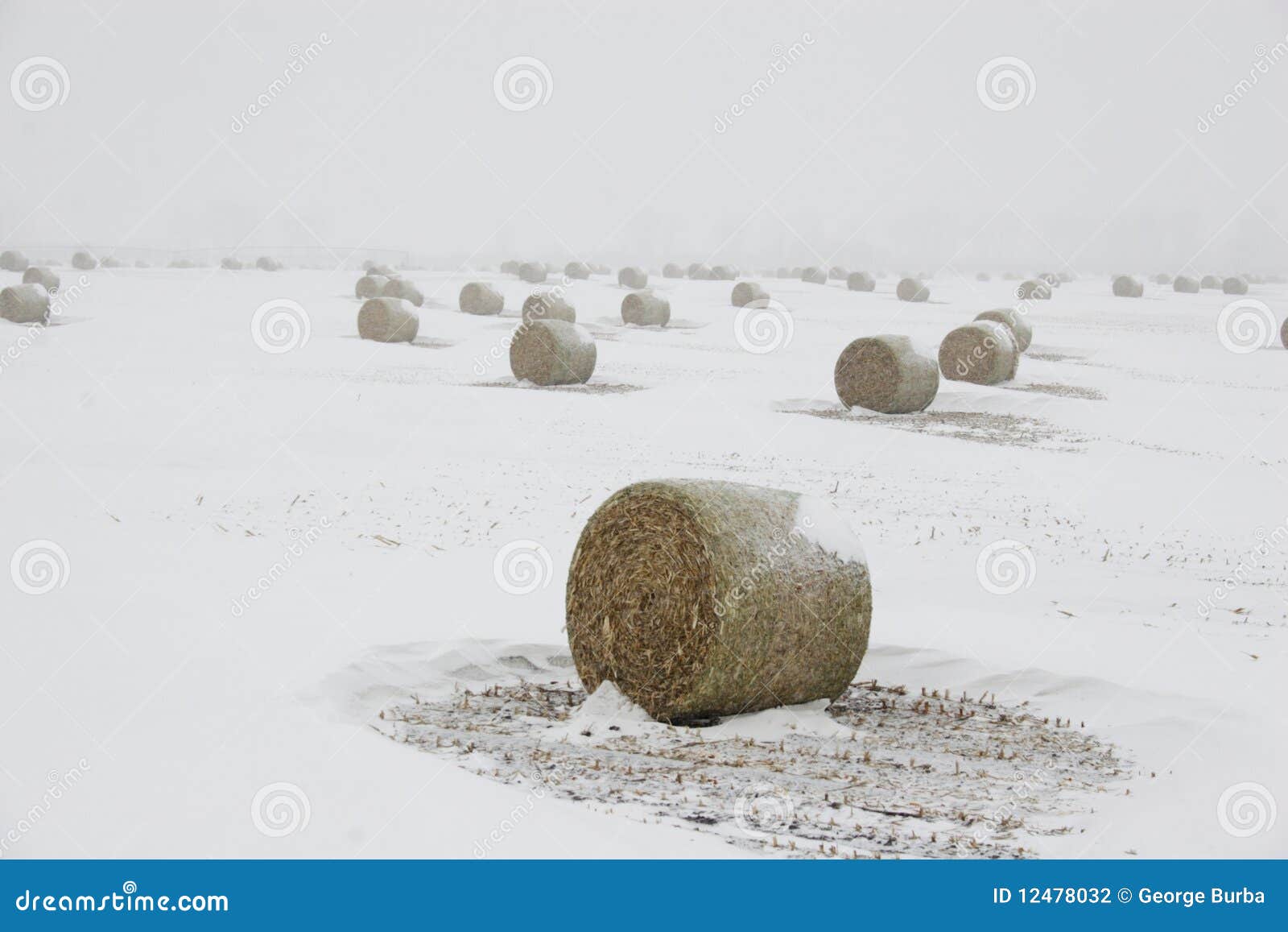 Hay stock photo. Image of tree, cold, snow, winter, country - 12478032