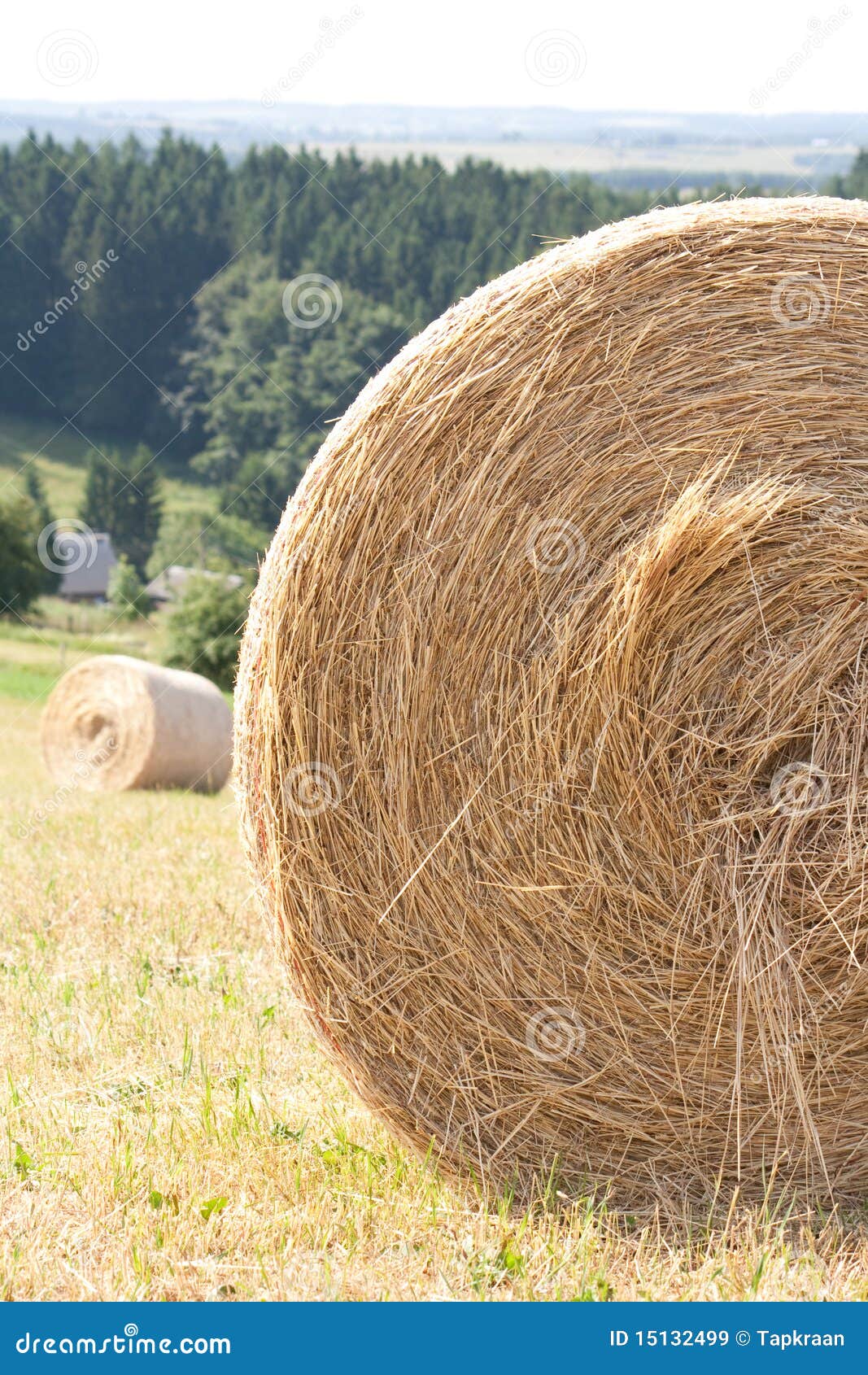 Hay stock image. Image of landscape, food, fresh, grass - 15132499