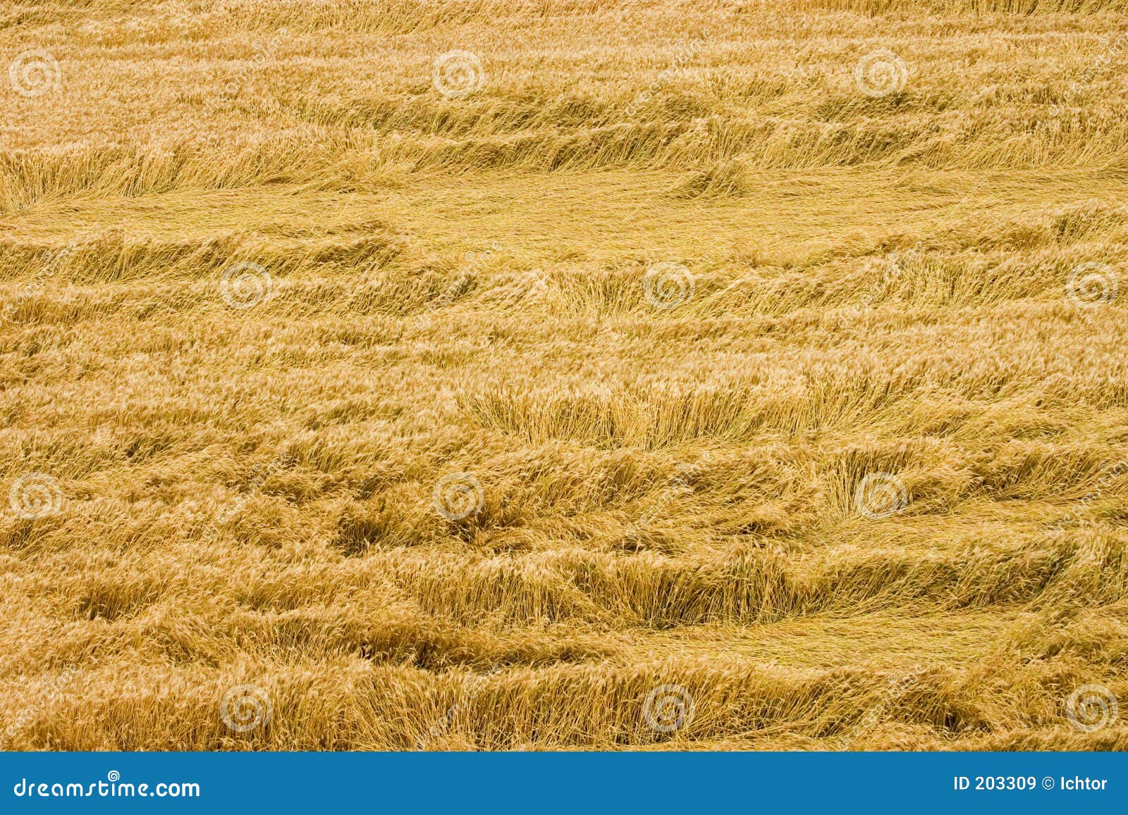 Hay stock image. Image of yellow, strand, abstract, pattern - 203309