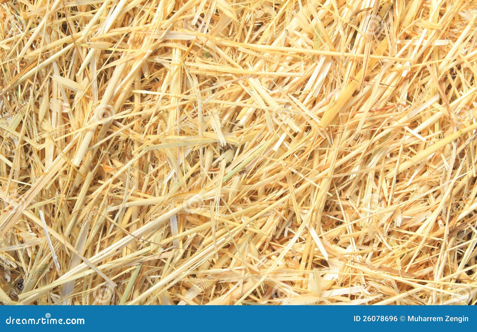 Hay stock photo. Image of border, floral, food, grunge - 26078696