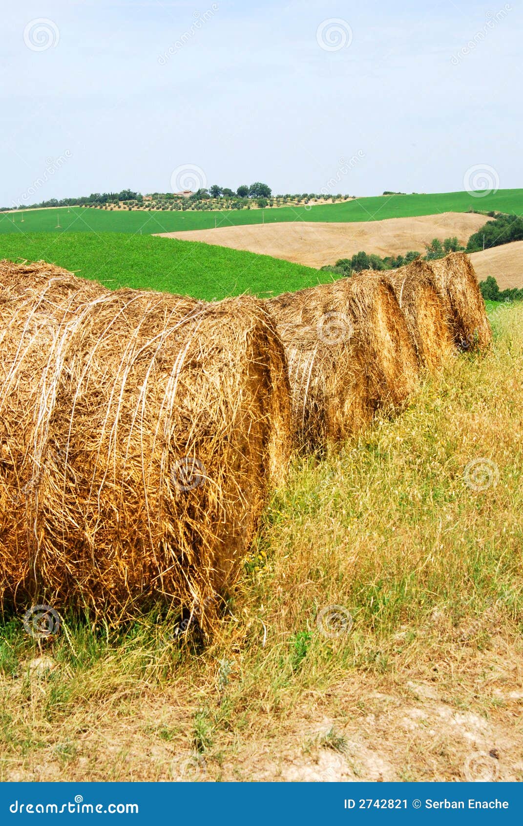 Hay stock image. Image of slopes, nature, farm, meadows - 2742821