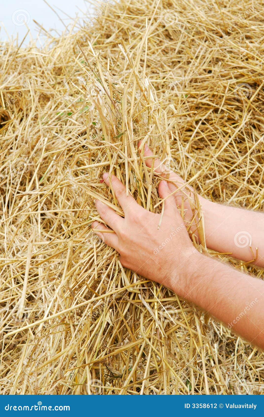Hay stock photo. Image of chaff, quality, feed, industry - 3358612